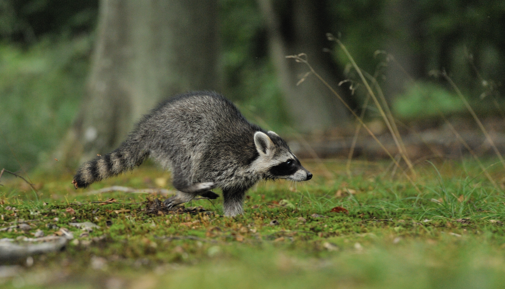 Guter Waschbär, böser Waschbär - ein SZ-Artikel über einen alten ...